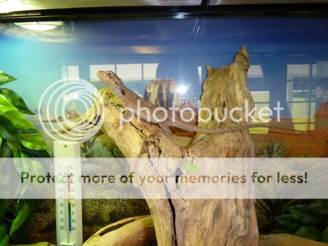 Indoor Lizard Cage | Aussie Pythons & Snakes Forum